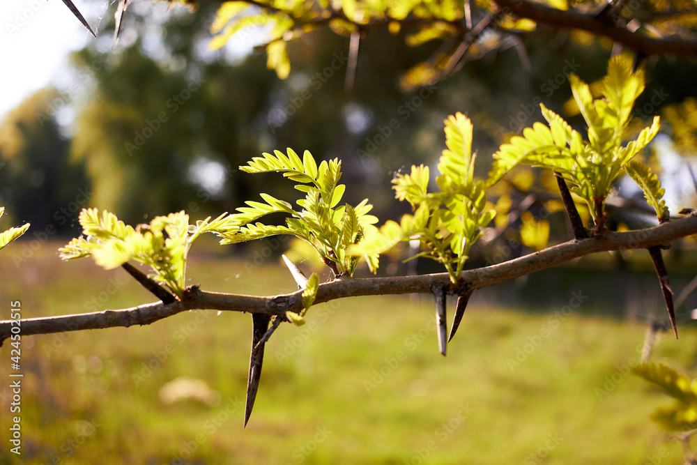 Acacia pennata (Climbing wattle, Acacia, Cha-om). Showing the soft ...