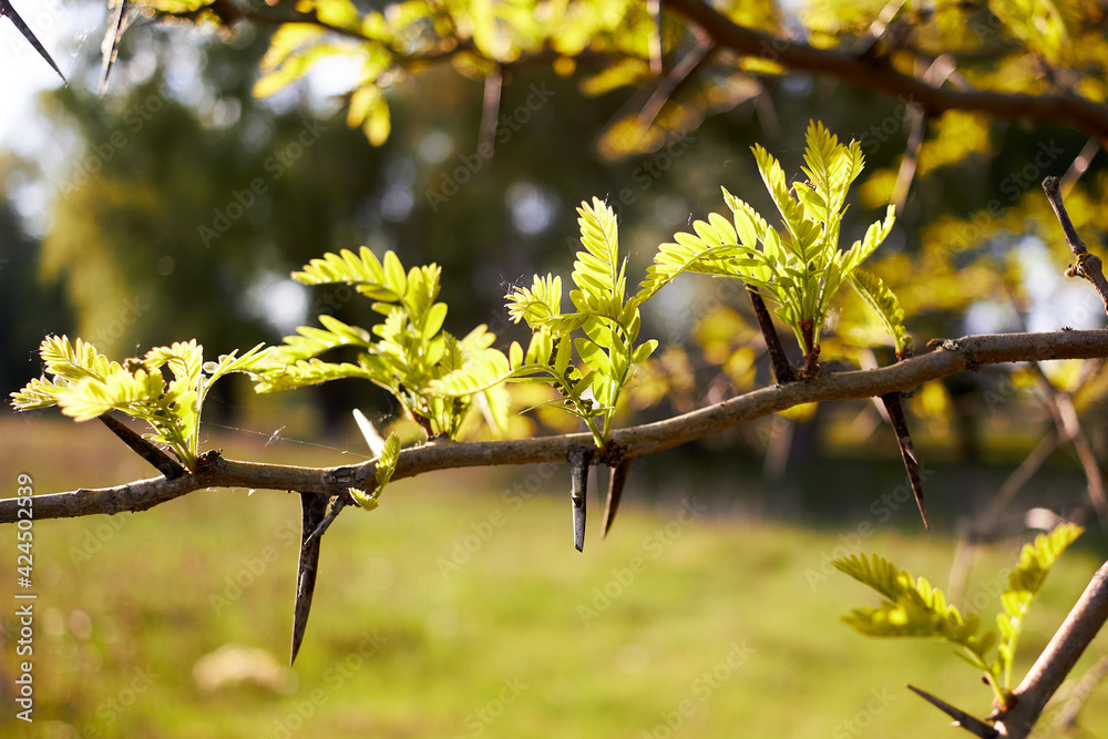 Acacia pennata (Climbing wattle, Acacia, Cha-om). Showing the soft ...