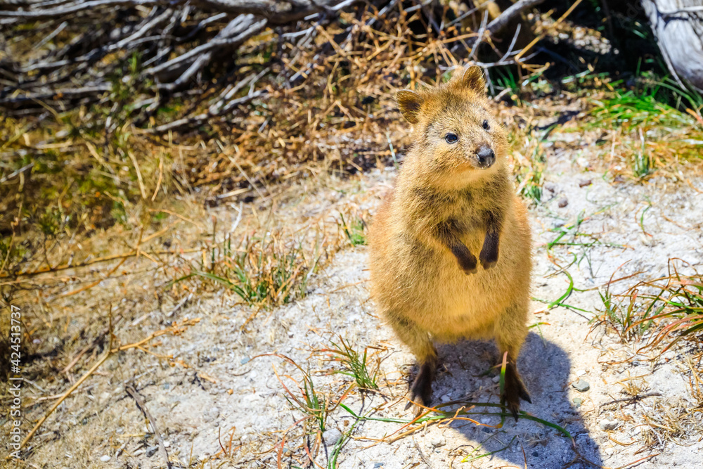 Quokka standing in nature. The Quokka is an endemic marsupial on ...