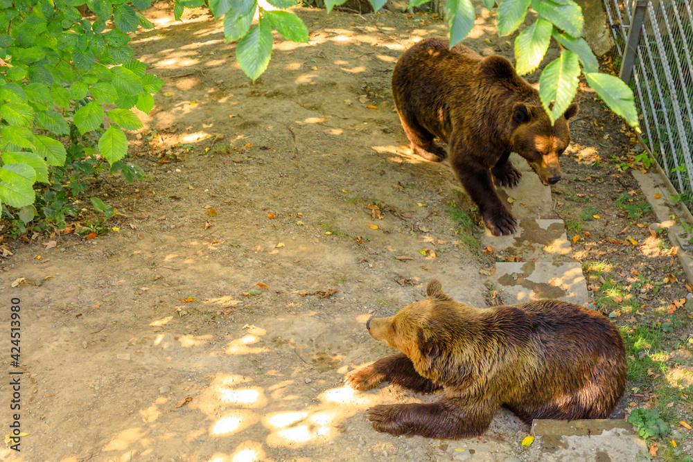 Bear Park in Berne city. Two bears, official symbol of canton of Bern ...