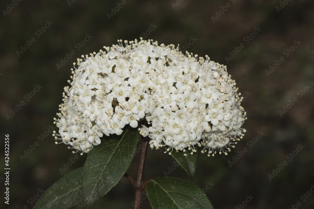 Viburnum tinus the laurustinus laurustine or laurestine shrub dark ...