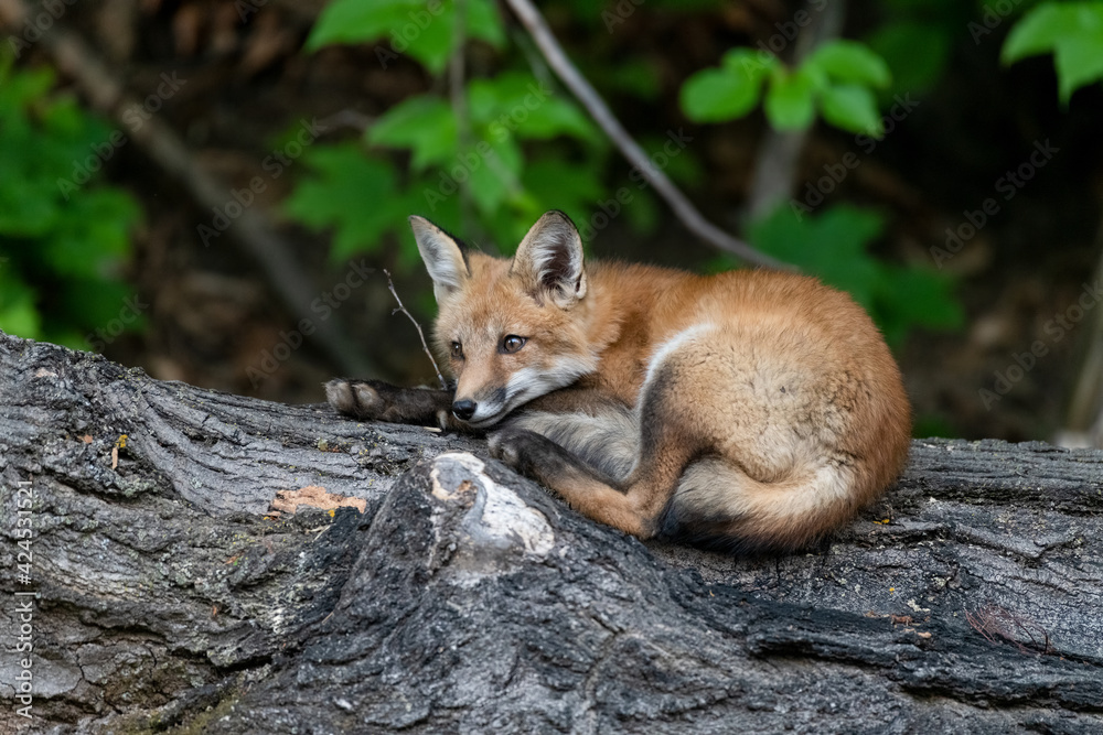 Red fox kit opens its eyes and looks around before returning to its ...