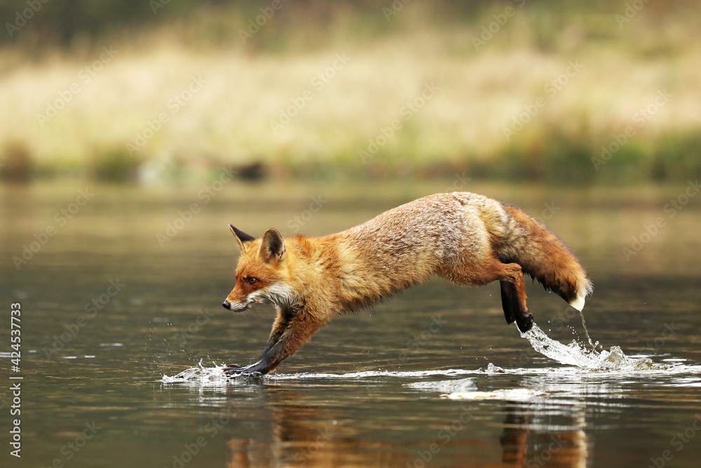 Red fox (Vulpes vulpes) catching fish in pond. Action scene in nature ...