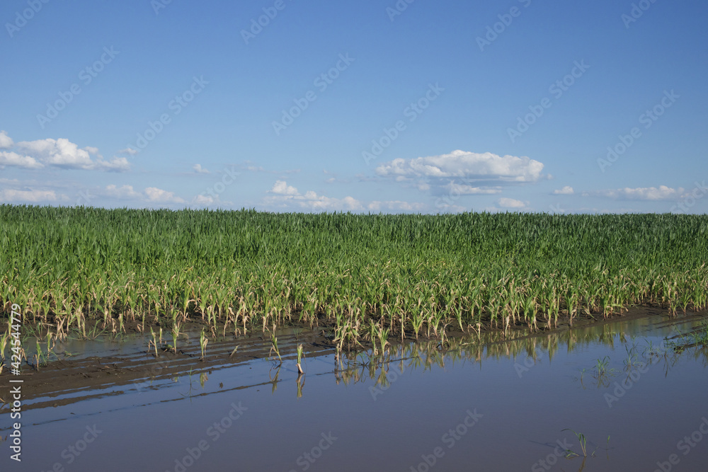 Water-flooded corn crops. Flooding in agricultural areas. Scenery ...