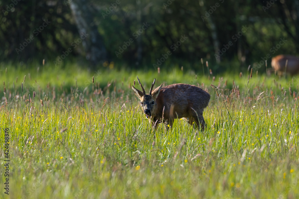 Samiec kozioł Sarna europejska Capreolus capreolus spaceruje na zielonej łące w Dolina Baryczy ...