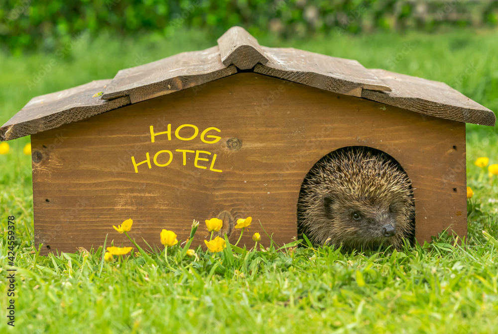 Hedgehog in his house, wild, free roaming hedgehog, taken from within a ...
