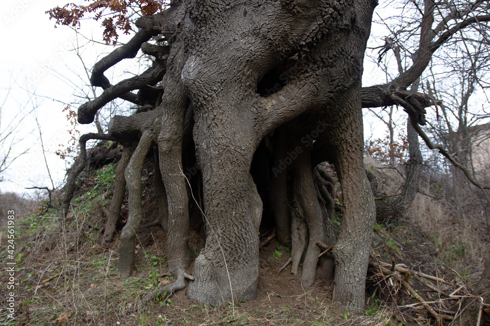 an incomparable amazing creation of nature - the braided root system of ...