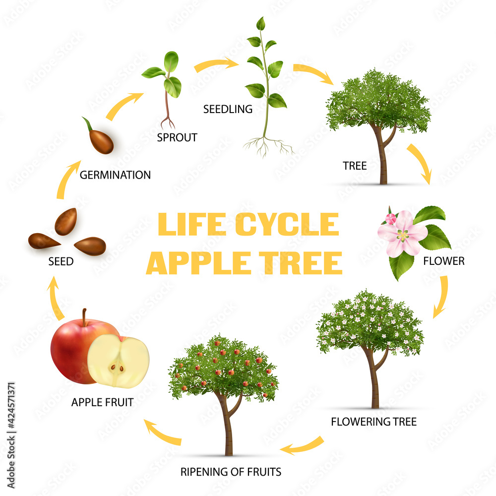 Apple Life Cycle Infographic Set Stock Vector | Adobe Stock