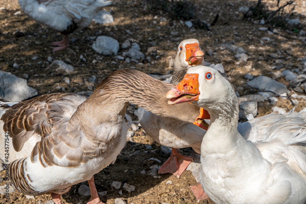 Foto de geese are crying and shouting against danger in the goose farm ...