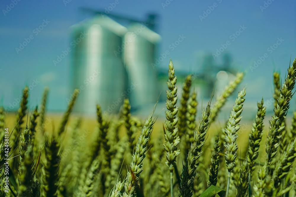 Wheat field. A grain mill stands in the middle of a green field of ...