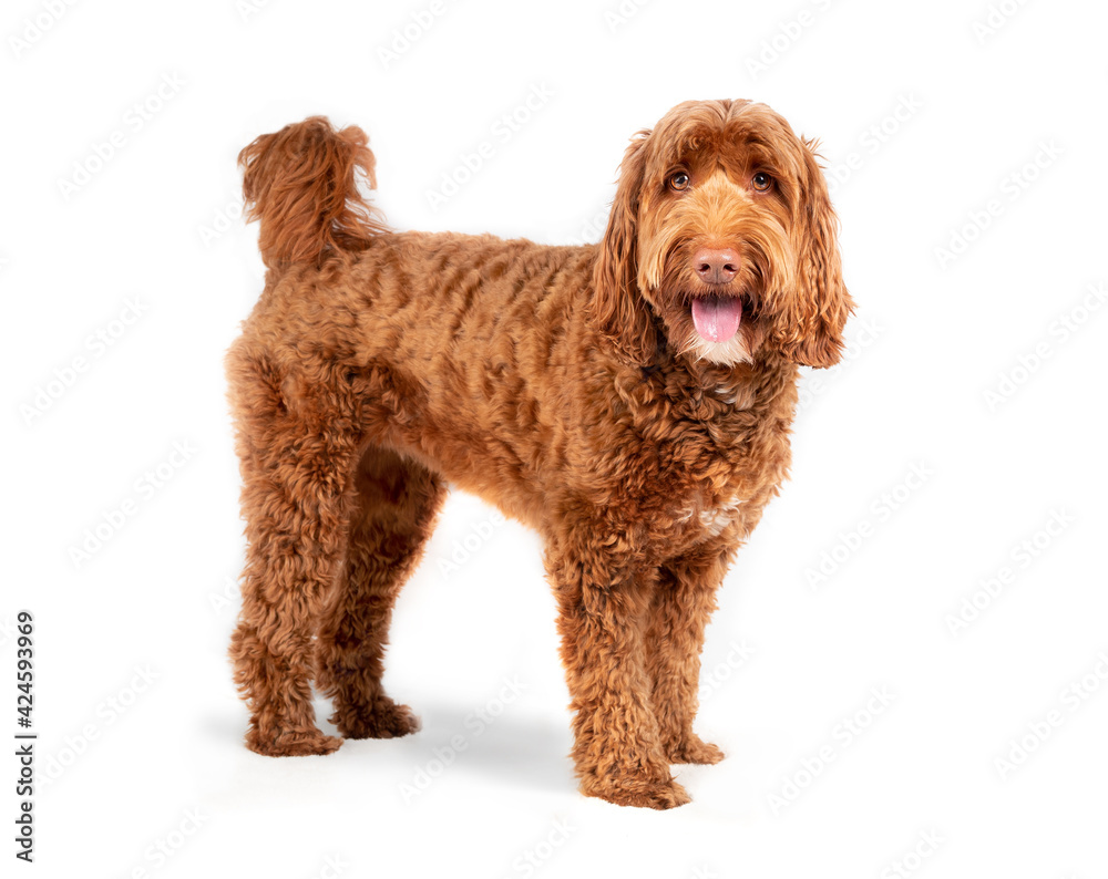 Isolated Labradoodle dog standing sideways with mouth open and tongue ...