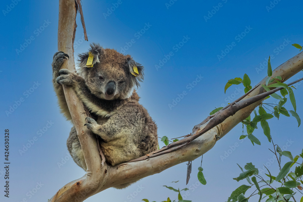 An arboreal herbivorous marsupial native to Australia known as a Koala ...