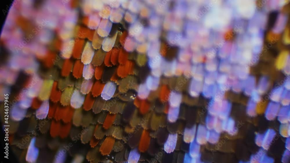Microscopic structures of butterfly wings with multiple colorful ...