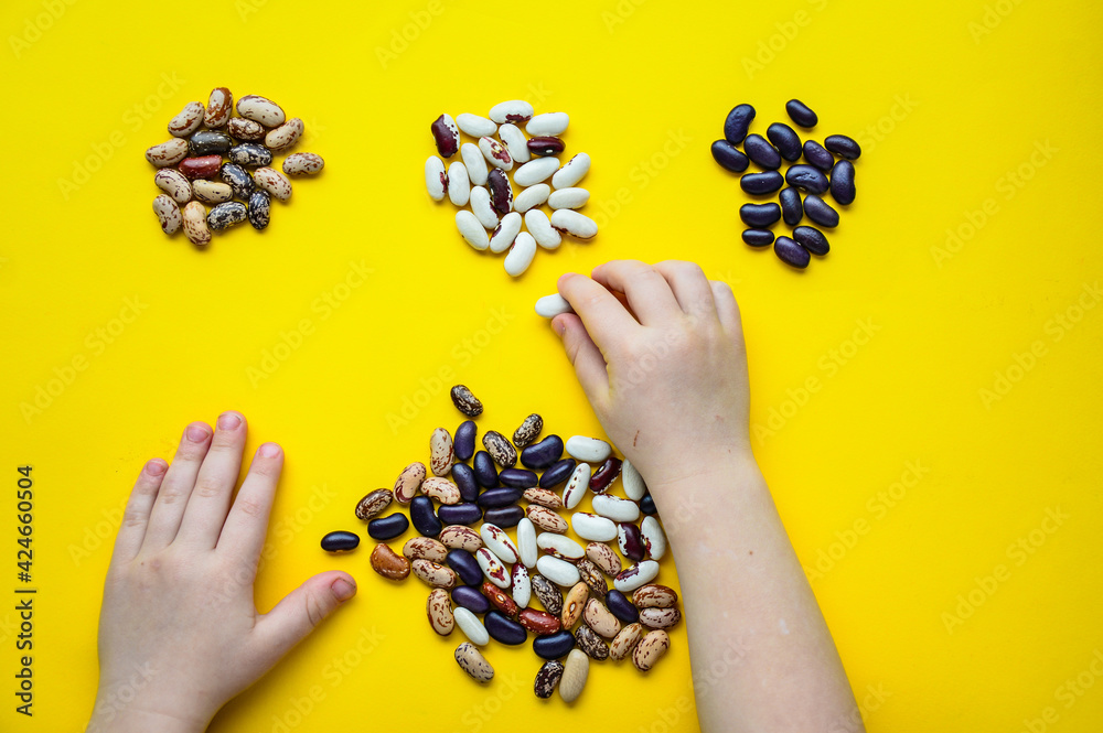 Colorful beans on a yellow background. The child sorts the seeds of dry ...