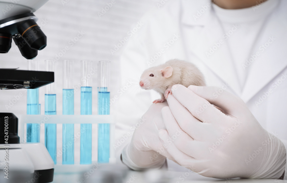 Scientist with rat in chemical laboratory, closeup. Animal testing ...