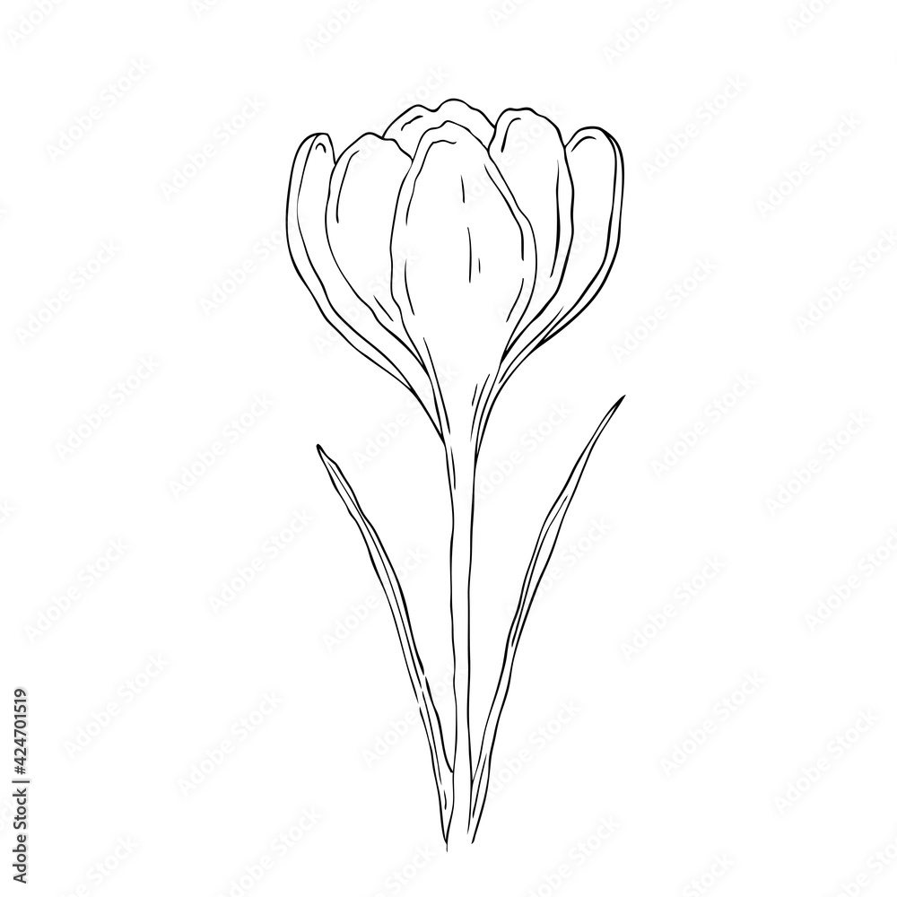 Crocus on a white background. Design for logo and wedding illustration ...