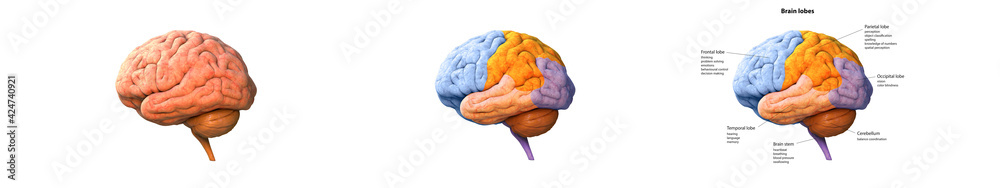 Human Brain, The Brain, section of the brain, Anatomy of brain, Anatomy ...