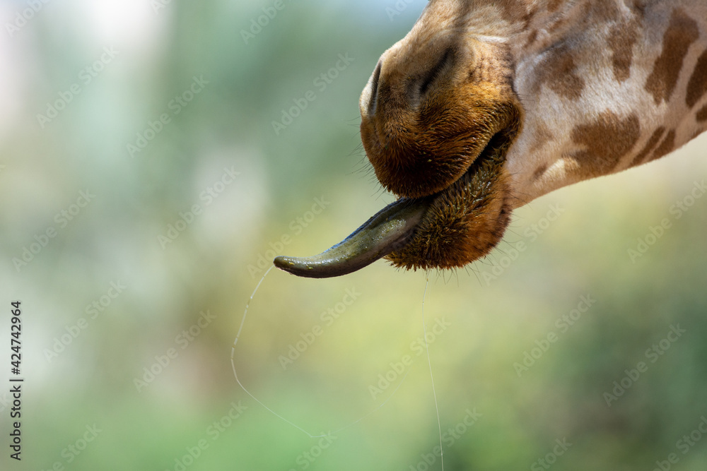 Giraffe Mouth