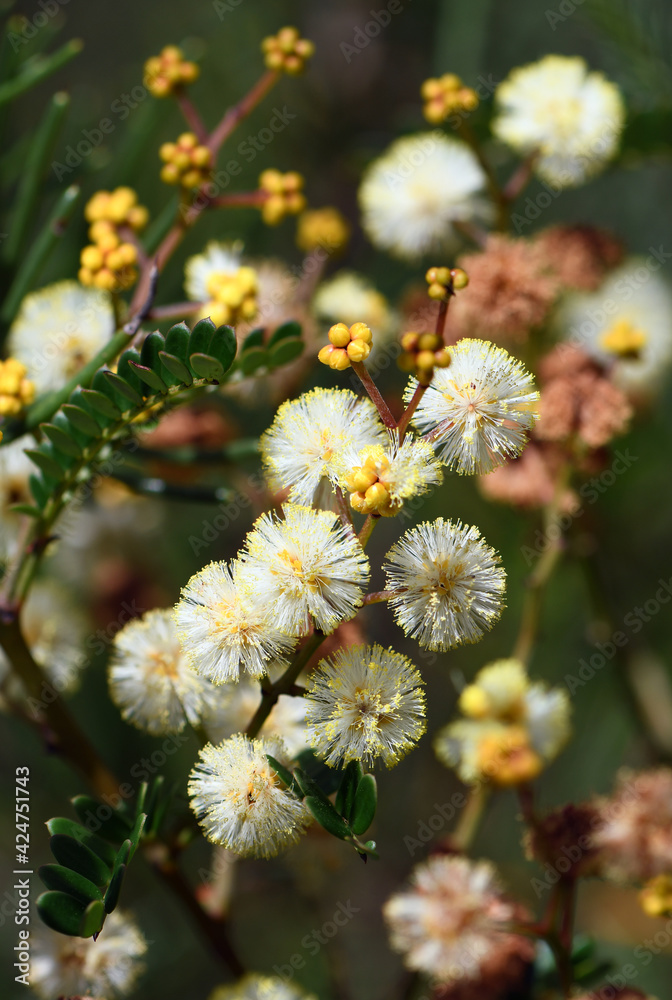 Yellow flowers and buds of the Australian native Sunshine Wattle ...