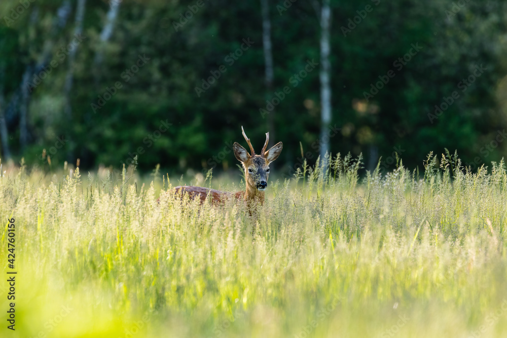 Samiec kozioł Sarna europejska Capreolus capreolus spaceruje na zielonej łące w Dolina Baryczy ...