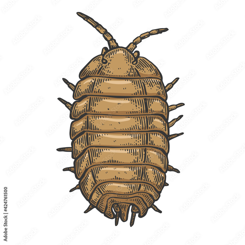 Vetor de Wood louse insect color sketch engraving vector illustration ...