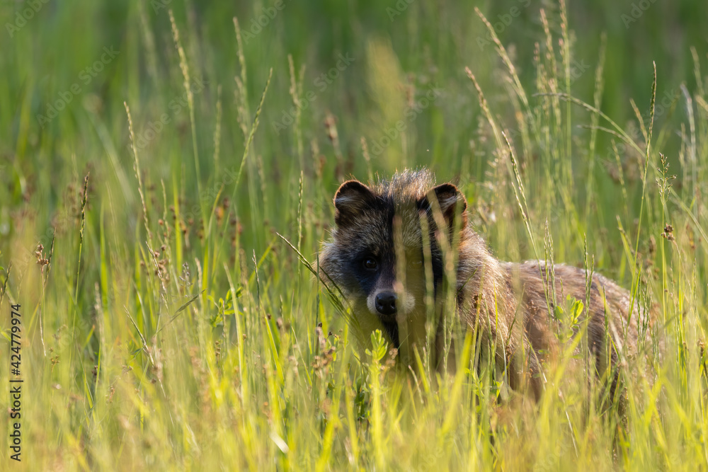 Jenot Nyctereutes procyonoides w trawie Dolina Baryczy Rezerwat Stawy ...