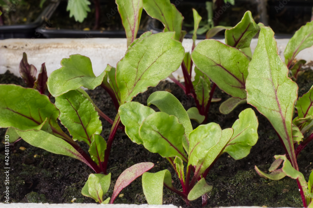 Jeune plan de betteraves qui pousse après 2 semaines depuis le semis ...