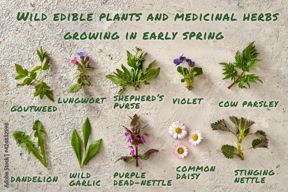 Goutweed, lungwort, cow parsley, violet, shepherd's purse, dandelion ...