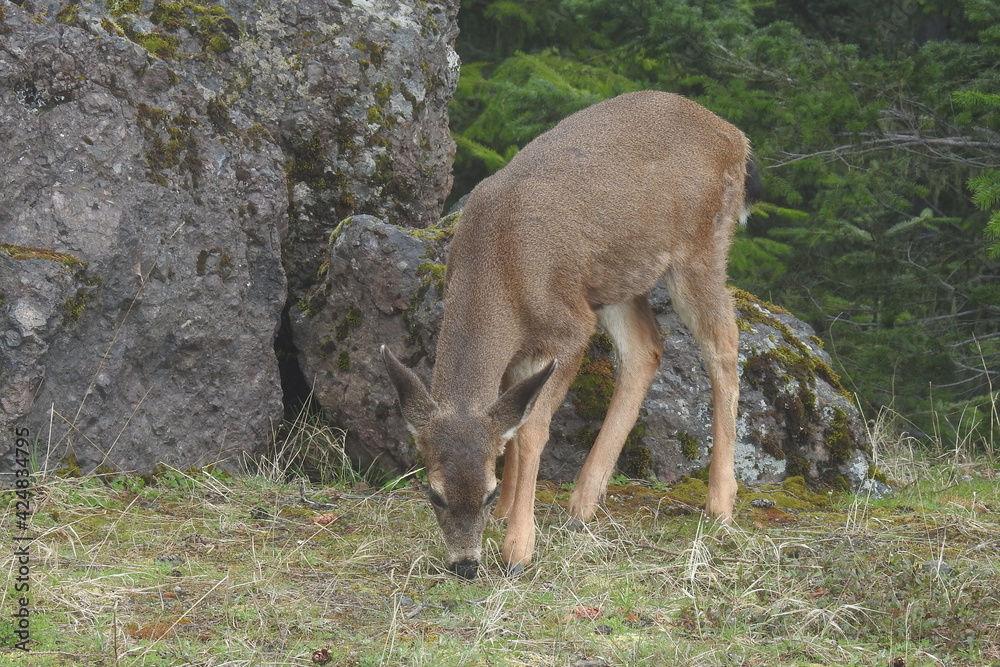 Columbian black-tailed deer roaming a foggy Olympic National Forest, in ...