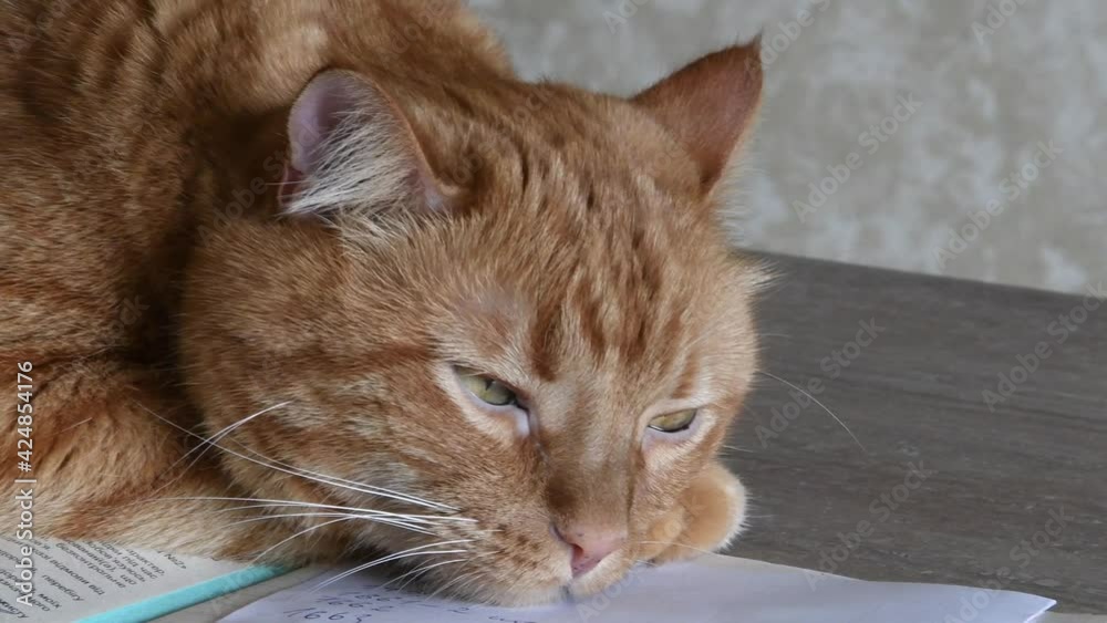 Furry red cat head with yellow eyes and long white whiskers. Ginger ...