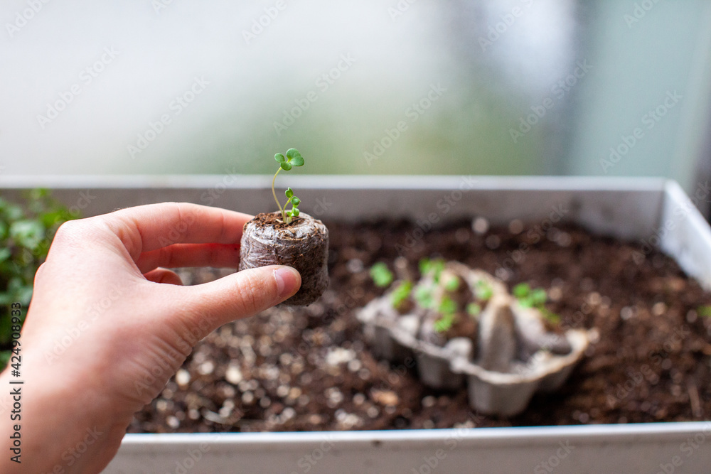 Foto de Peat pellets sitting in an egg carton as a holder are ready to ...