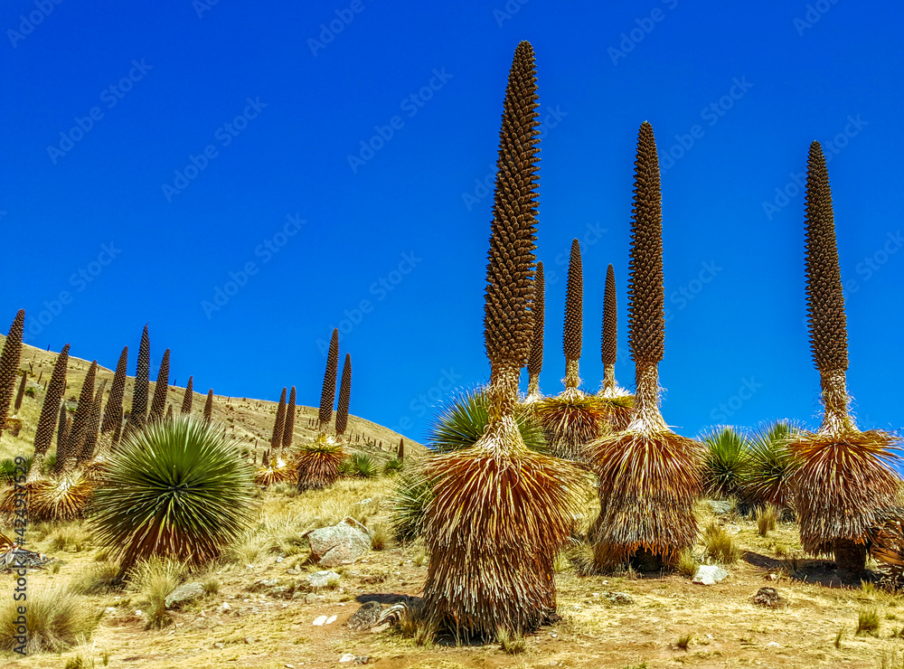 Foto de Puya Raimondi, the queen of the Andes is the largest species of ...