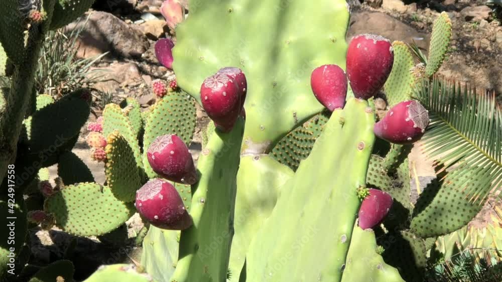 Stockvideon 4K HD video zooming in on fruit of Opuntia ellisiana ...