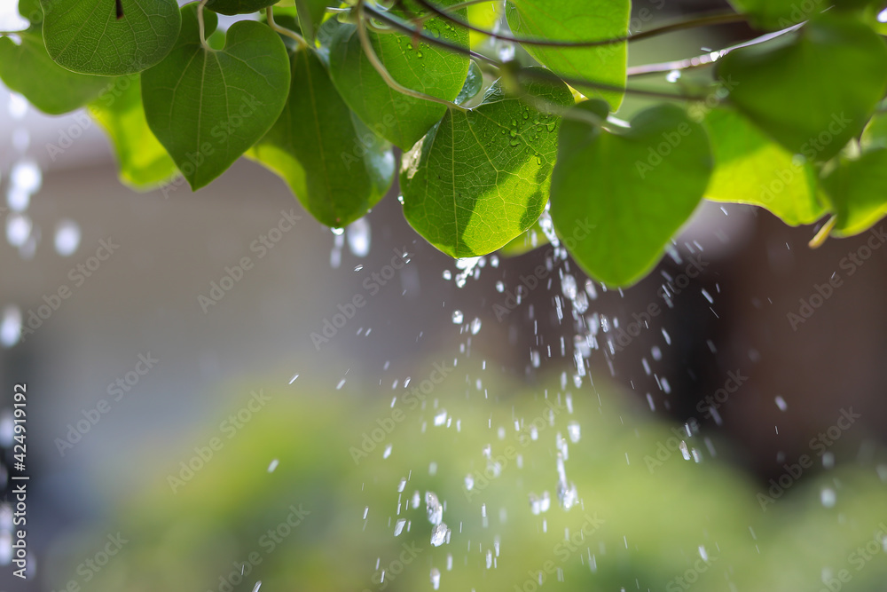 The leaves support raindrops and the waterfalls hit the sun. On hot ...