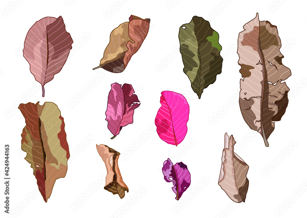 Dry Leaf Vector