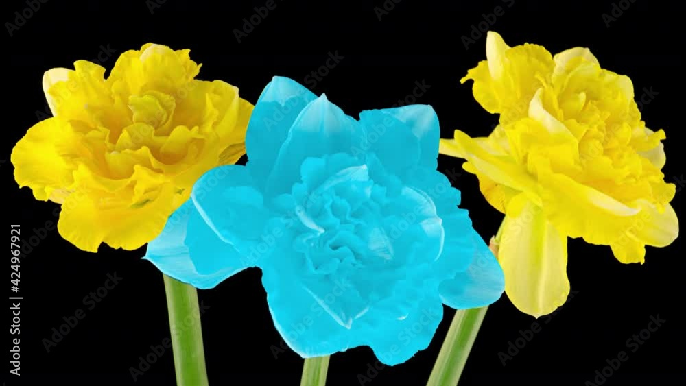 Vidéo Stock Bouquet of yellow and blue daffodils. Narcissus. Blooming ...