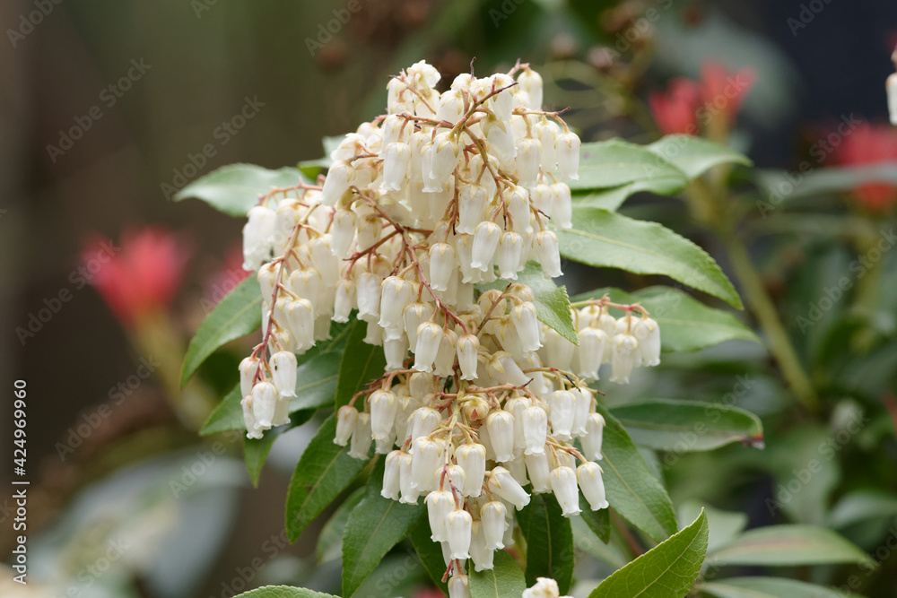 Pieris japonica, bell-shaped flowers of Japanese andromeda or Japanese ...