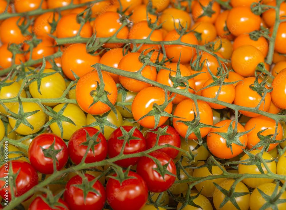 tomate cerise,tomates,cerises,légume, fruit,Lycopersicon esculentum ...