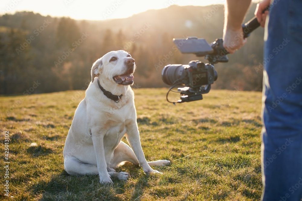 Cute dog (labrador retriever) posing for filming on meadow at sunset ...
