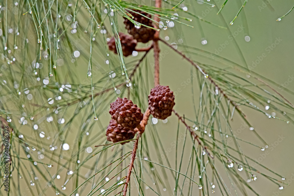 hakea fruits in the rain - Australian native Stock Photo | Adobe Stock