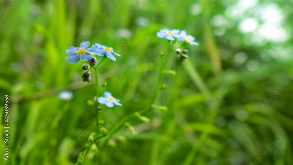 Foto de Forget-me-not (Field scorpion gras. Myosotis arvensis) in ...