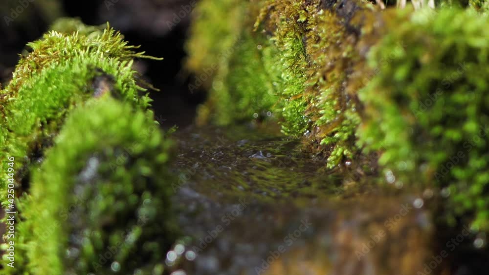 clear water of the spring flows through the trough. Forest water source ...
