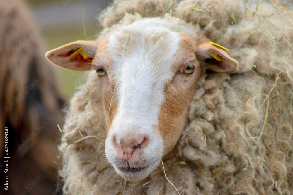 Cute sheep looking very tired with strong horns in closeup view as head ...