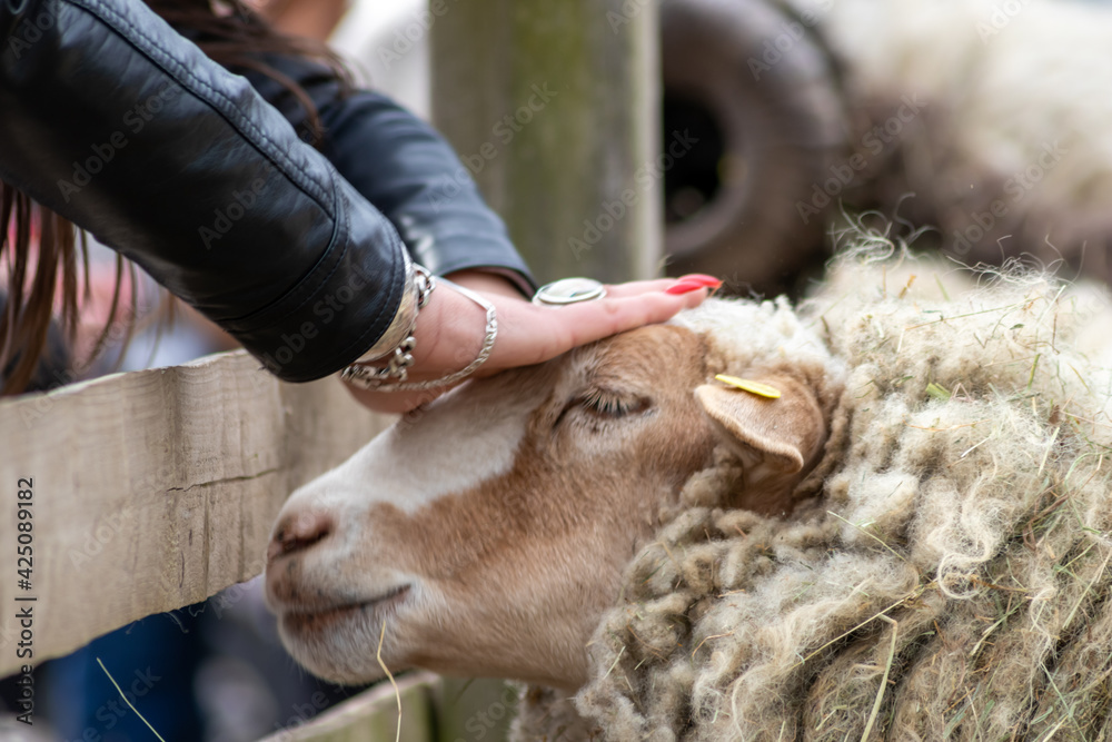 Tame sheep enjoys a pet from visitors of the petting zoo on a farmyard ...