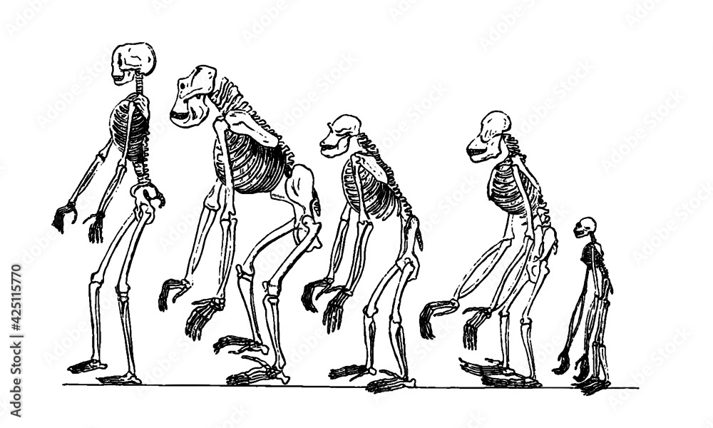 Evolution Shown Though Skeletons on White Background Stock Vector ...