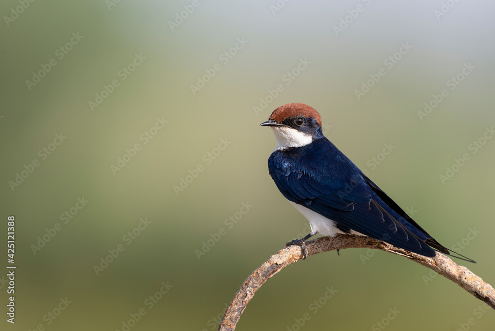 Wire-tailed swallow. The wire-tailed swallow is a small passerine bird ...