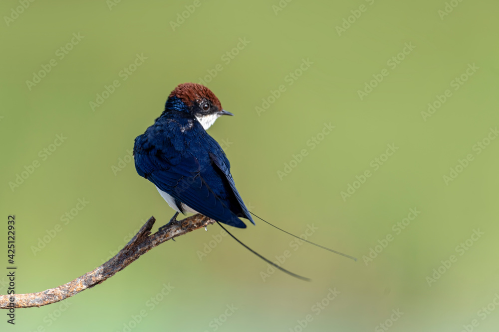 Wire tailed-swallow. The wire-tailed swallow is a small passerine bird ...