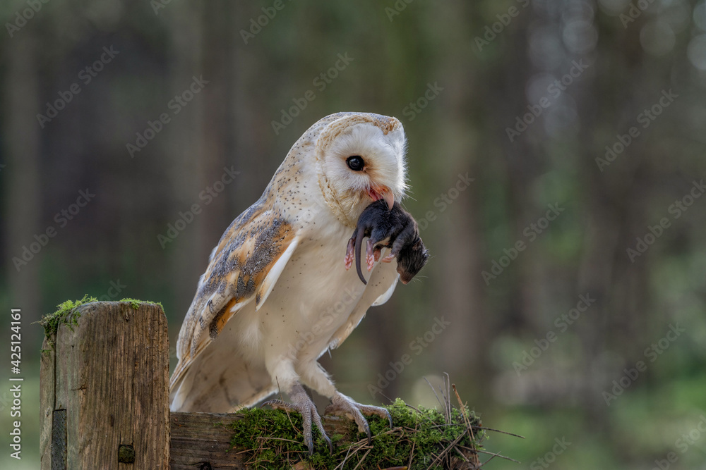 Adult European Barn Owl (tyto alba) with dead prey hanging from its ...