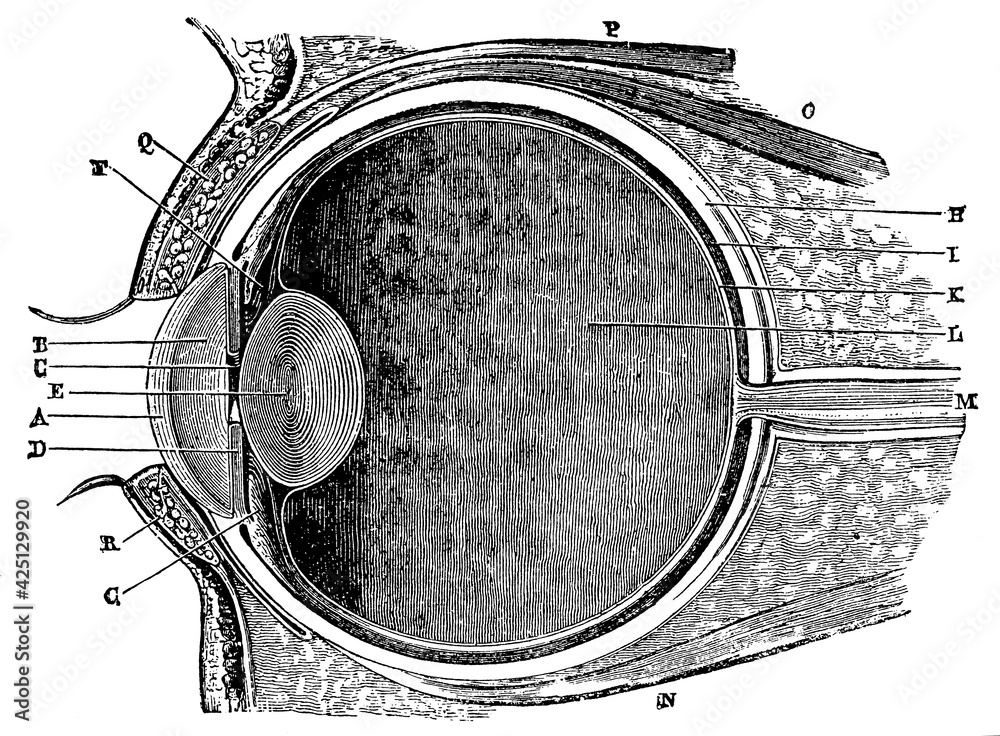 Vertical cross section of the eye. Illustration of the 19th century ...