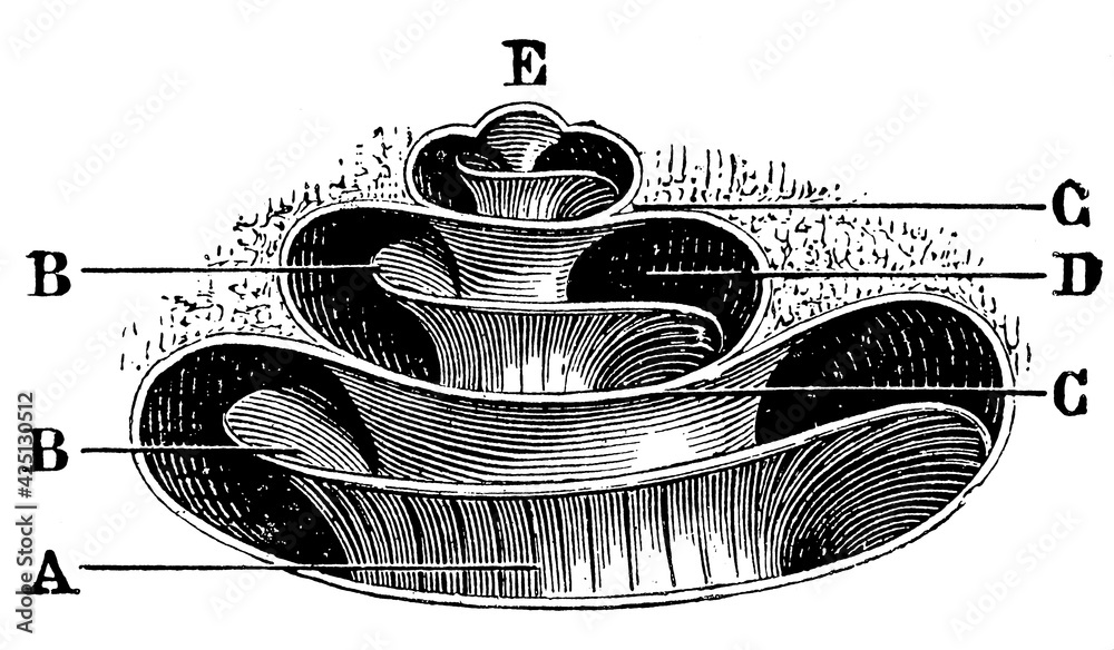 Poster Oblique cross section of the Cochlea – Wall Art | UkPosters